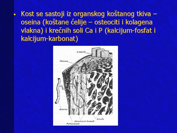 SKELETNI SISTEM Prof dr sci med Momilo Pavlovi