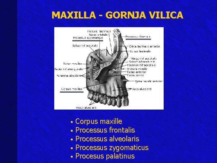 SKELETNI SISTEM Prof dr sci med Momilo Pavlovi