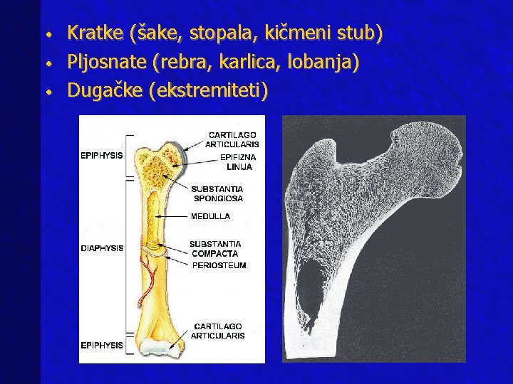 SKELETNI SISTEM Prof dr sci med Momilo Pavlovi