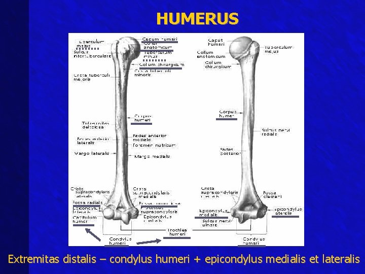SKELETNI SISTEM Prof dr sci med Momilo Pavlovi