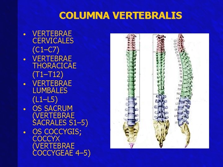SKELETNI SISTEM Prof dr sci med Momilo Pavlovi