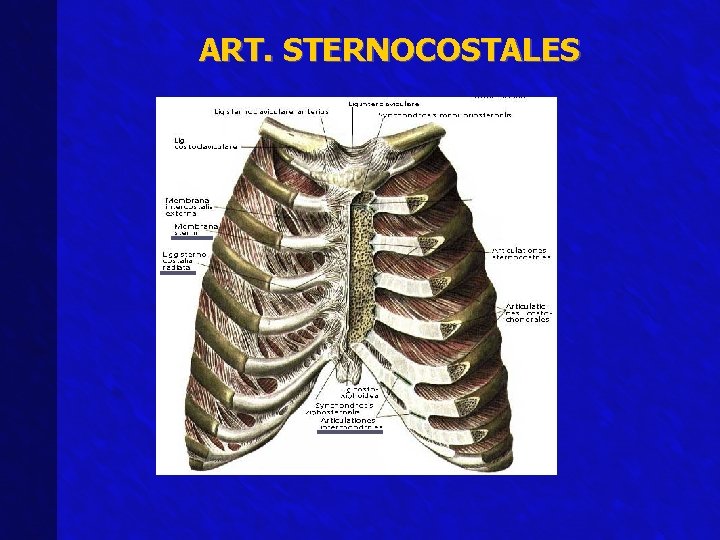 SKELETNI SISTEM Prof dr sci med Momilo Pavlovi