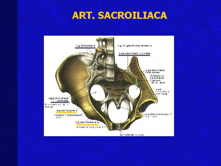 SKELETNI SISTEM Prof dr sci med Momilo Pavlovi