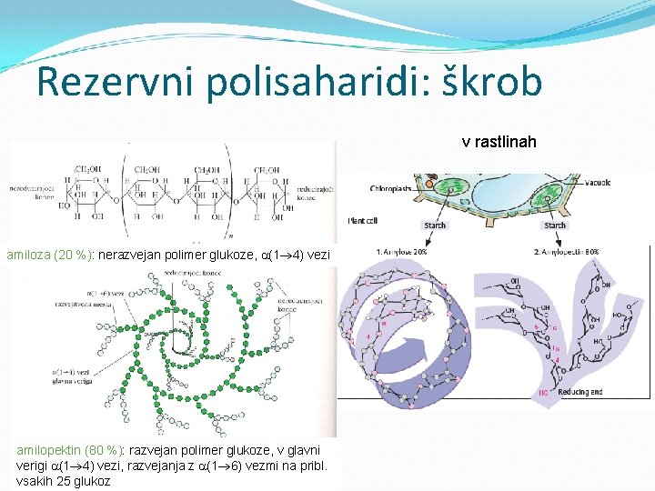 Bioloke makromolekule Ogljikovi hidrati Lipidi Ogljikovi hidrati Najdemo