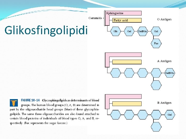 Bioloke makromolekule Ogljikovi hidrati Lipidi Ogljikovi hidrati Najdemo