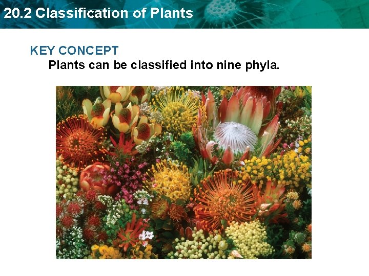 20 2 Classification of Plants KEY CONCEPT Plants