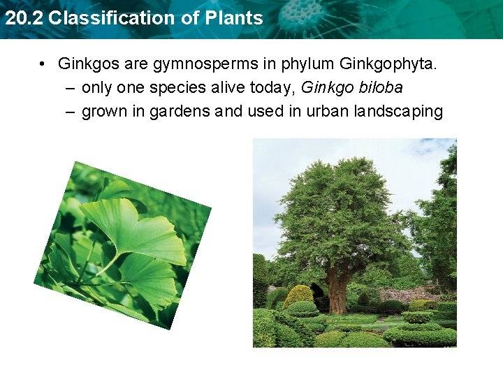 20 2 Classification of Plants KEY CONCEPT Plants