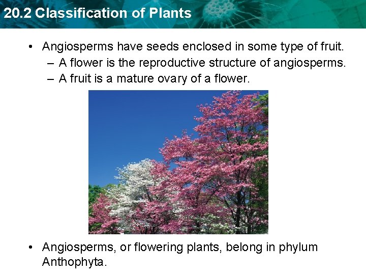 20 2 Classification of Plants KEY CONCEPT Plants