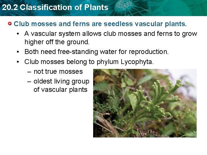 20 2 Classification of Plants KEY CONCEPT Plants