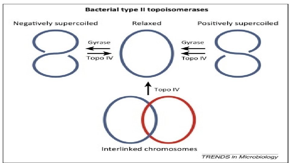 After 30 Years of Study the Bacterial SOS