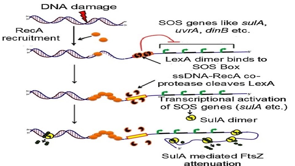 After 30 Years of Study the Bacterial SOS