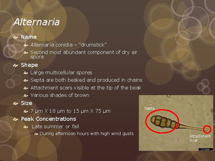 Identification of Common Spores Asma Tahir MPH Certified