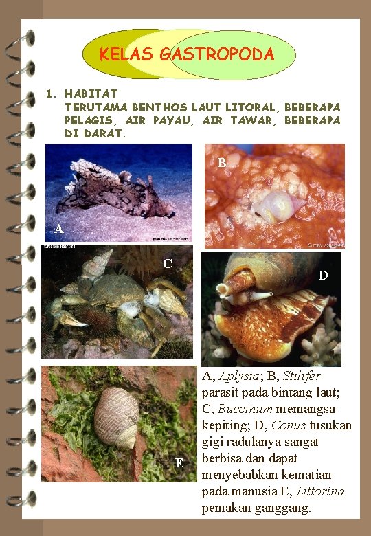 KELAS GASTROPODA 1 HABITAT TERUTAMA BENTHOS LAUT LITORAL
