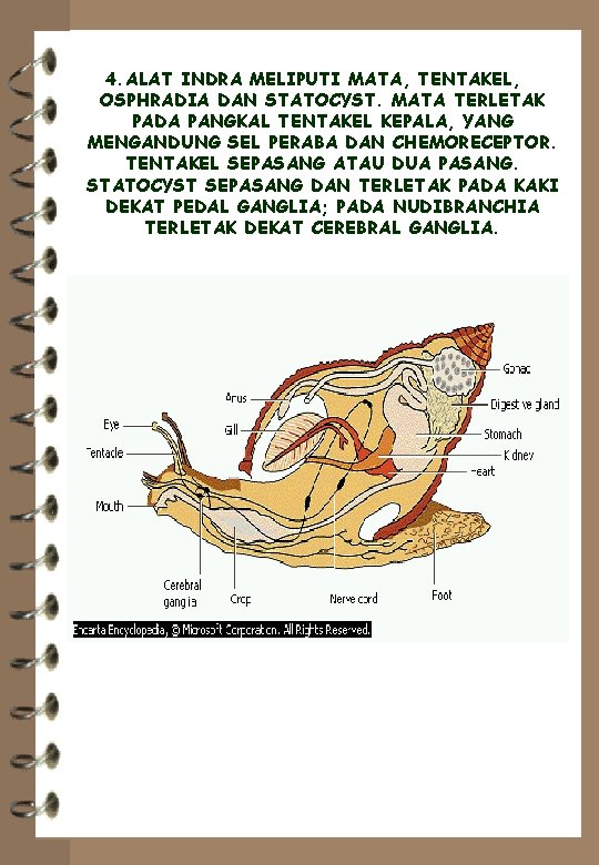 KELAS GASTROPODA 1 HABITAT TERUTAMA BENTHOS LAUT LITORAL