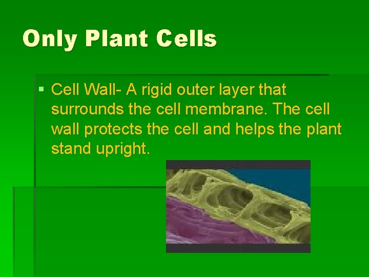 Cell Structures Functions and Transport Cell The basic