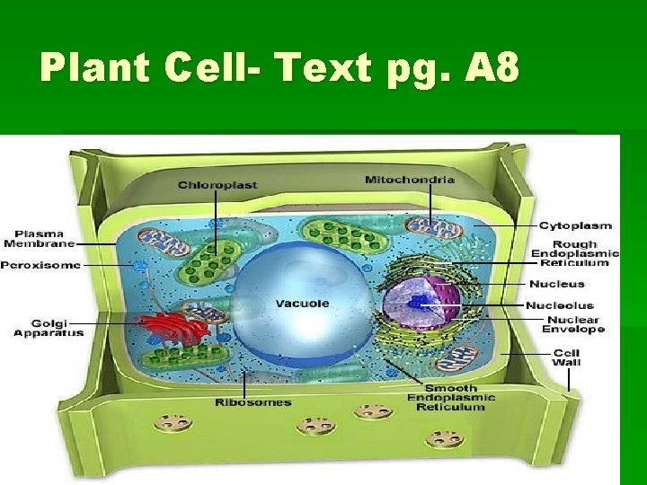 Cell Structures Functions and Transport Cell The basic