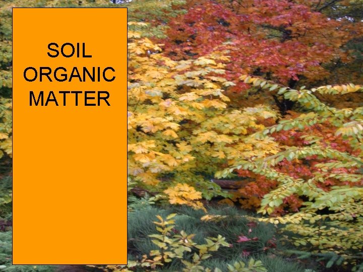 SOIL ORGANIC MATTER Organic Matter Decomposition a cyclic