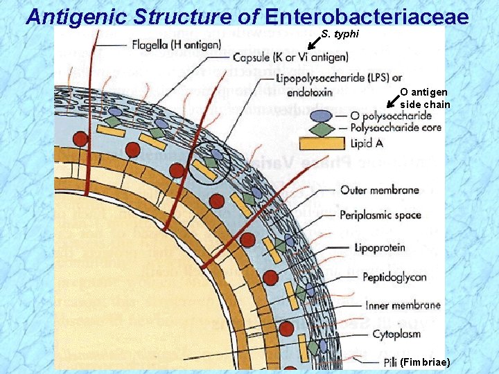 Introduction to Enterobacteriaceae Enterobacteriaceae Small ...