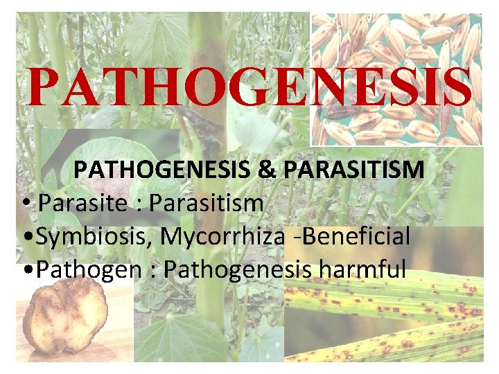 PATHOGENESIS PARASITISM Parasite Parasitism Symbiosis Mycorrhiza ...