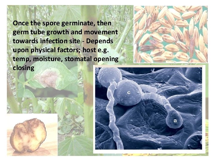 PATHOGENESIS PARASITISM Parasite Parasitism Symbiosis Mycorrhiza ...