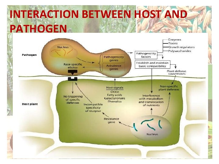 PATHOGENESIS PARASITISM Parasite Parasitism Symbiosis Mycorrhiza ...