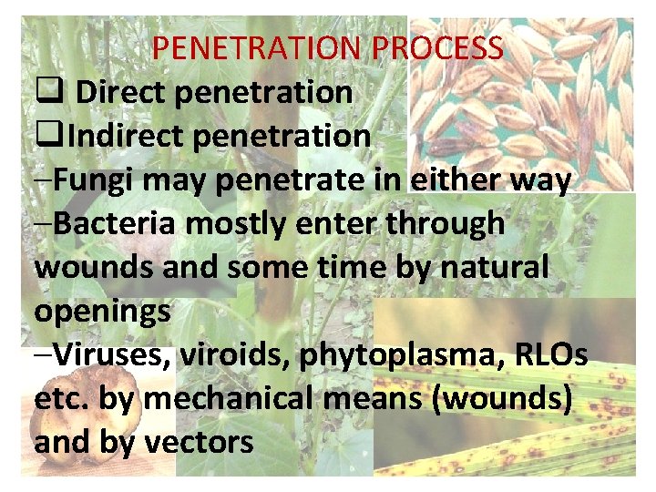 PATHOGENESIS PARASITISM Parasite Parasitism Symbiosis Mycorrhiza ...