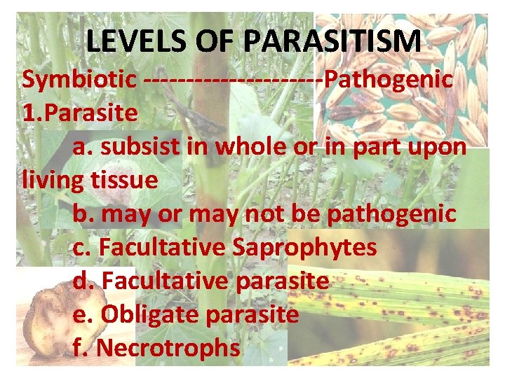 PATHOGENESIS PARASITISM Parasite Parasitism Symbiosis Mycorrhiza ...