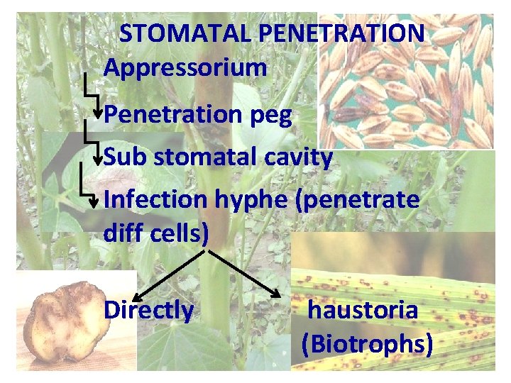 PATHOGENESIS PARASITISM Parasite Parasitism Symbiosis Mycorrhiza ...
