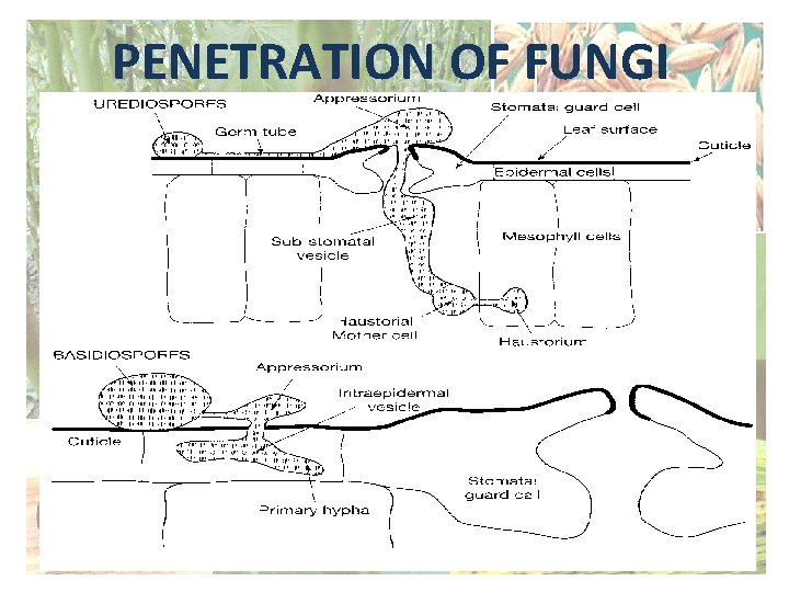 PATHOGENESIS PARASITISM Parasite Parasitism Symbiosis Mycorrhiza ...