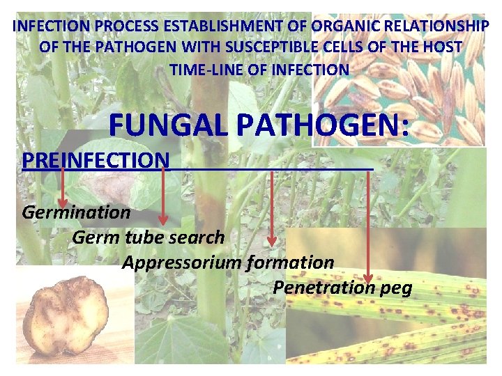 PATHOGENESIS PARASITISM Parasite Parasitism Symbiosis Mycorrhiza ...