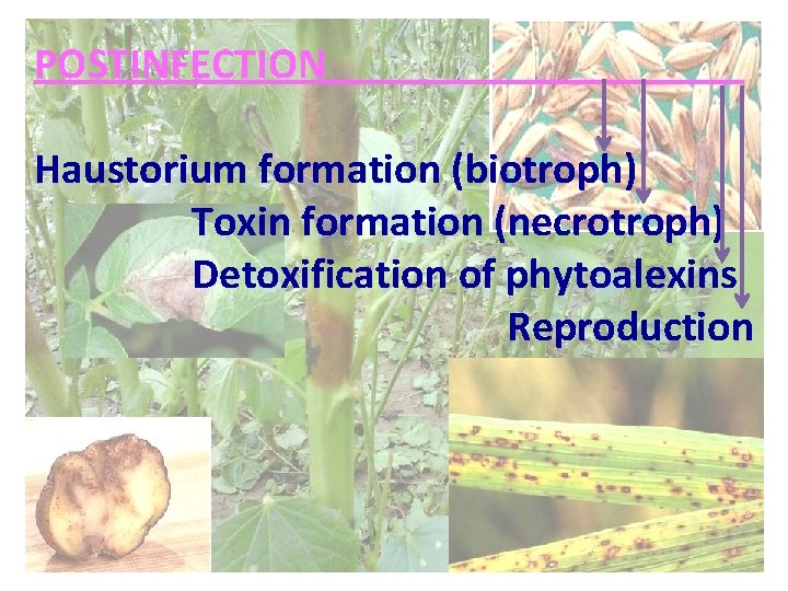 PATHOGENESIS PARASITISM Parasite Parasitism Symbiosis Mycorrhiza ...