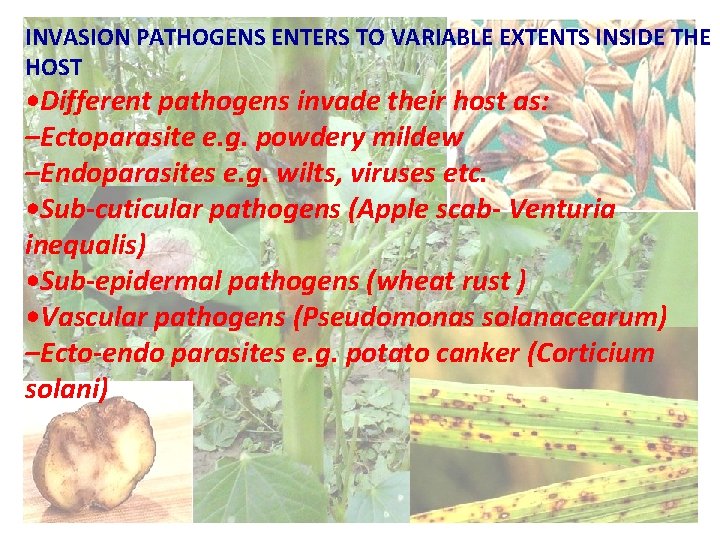 PATHOGENESIS PARASITISM Parasite Parasitism Symbiosis Mycorrhiza ...