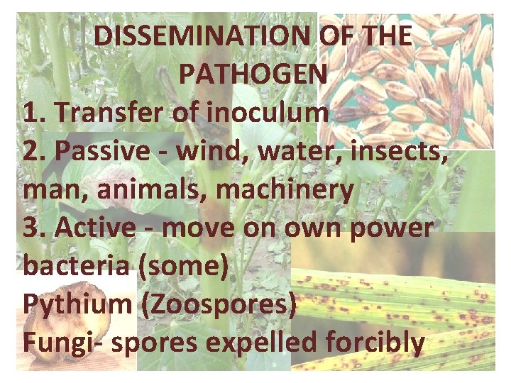PATHOGENESIS PARASITISM Parasite Parasitism Symbiosis Mycorrhiza ...