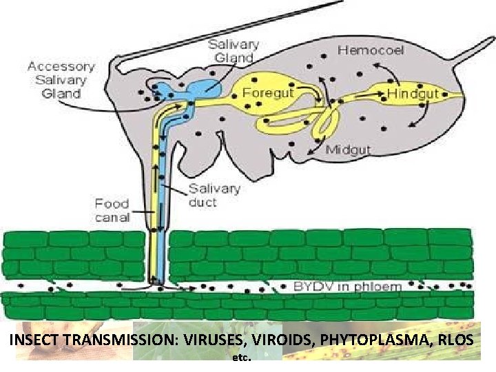 PATHOGENESIS PARASITISM Parasite Parasitism Symbiosis Mycorrhiza ...
