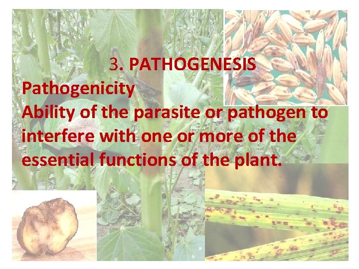 PATHOGENESIS PARASITISM Parasite Parasitism Symbiosis Mycorrhiza ...