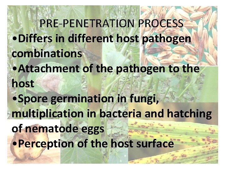 PATHOGENESIS PARASITISM Parasite Parasitism Symbiosis Mycorrhiza ...