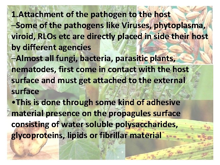PATHOGENESIS PARASITISM Parasite Parasitism Symbiosis Mycorrhiza ...