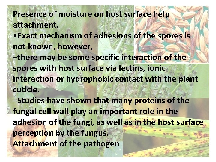 PATHOGENESIS PARASITISM Parasite Parasitism Symbiosis Mycorrhiza ...
