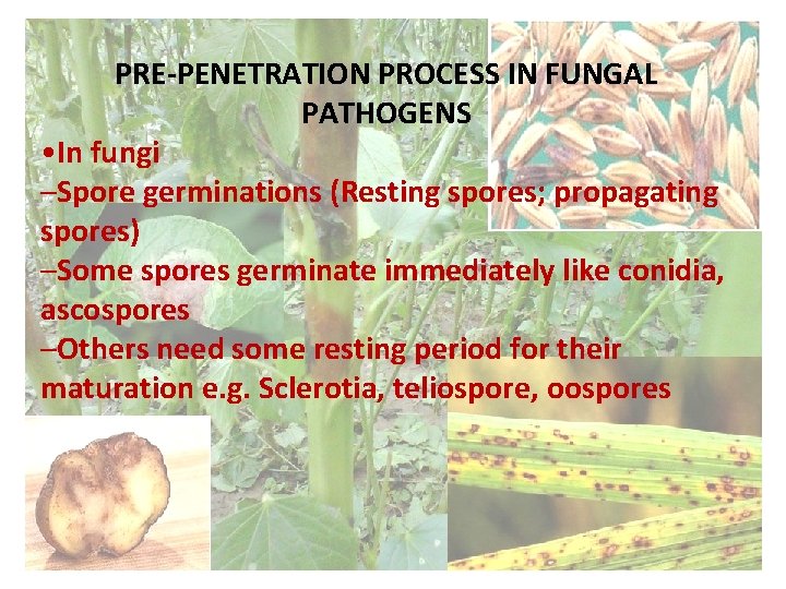 PATHOGENESIS PARASITISM Parasite Parasitism Symbiosis Mycorrhiza ...