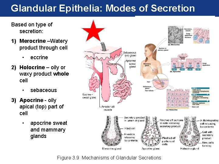 Chapter 3 Lecture Chapter 1 Lecture HUMAN ANATOMY