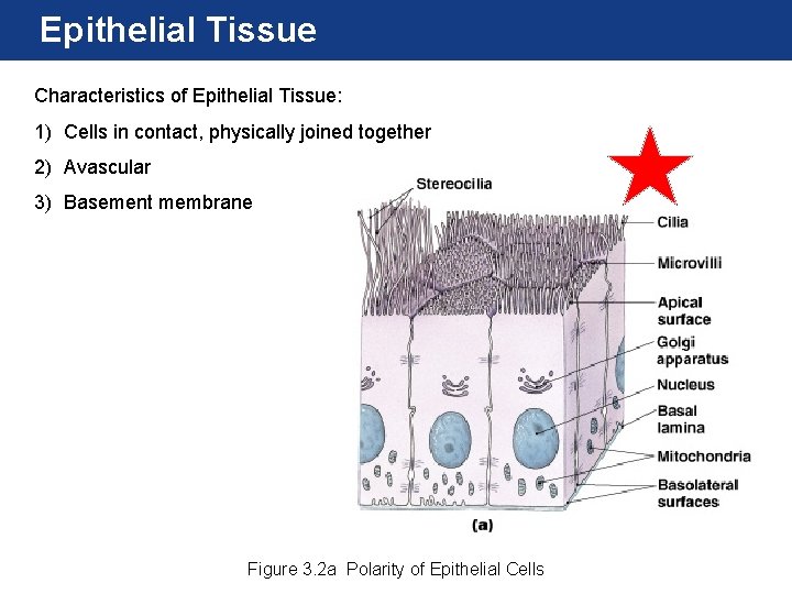 Chapter 3 Lecture Chapter 1 Lecture HUMAN ANATOMY