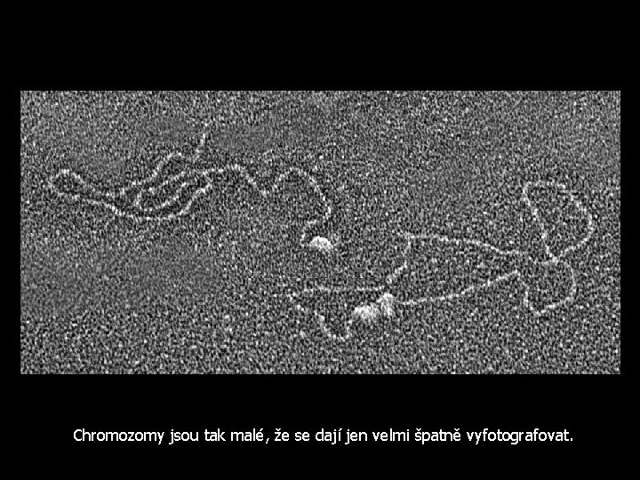 Buka Stavba buky Tlo vech ivch organism je