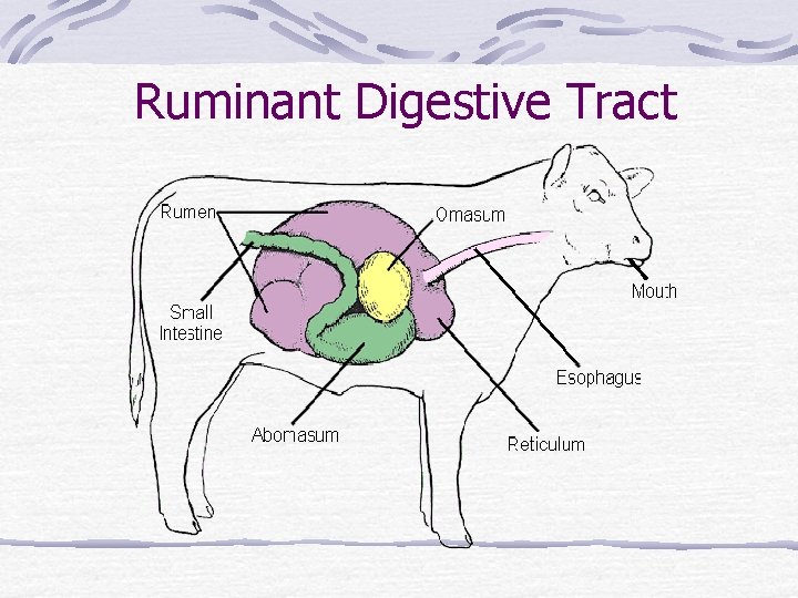 Animal Digestive Systems Ag Science Mr Dieckhoff Objectives