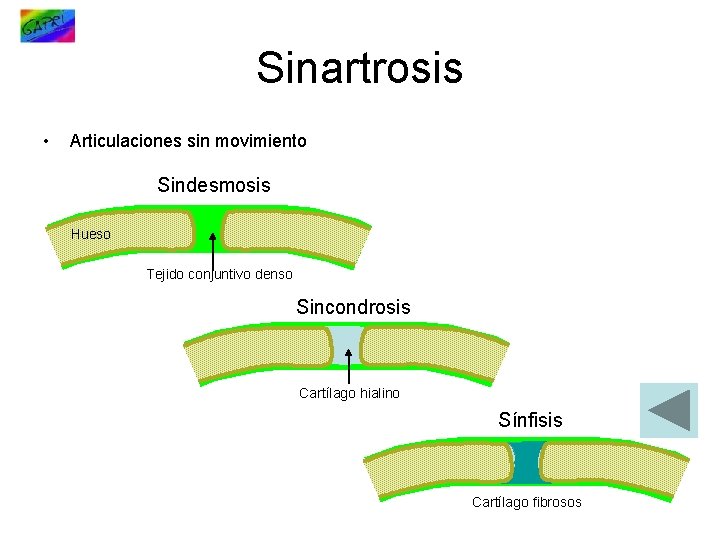 Articulaciones La unin de los huesos reciben el