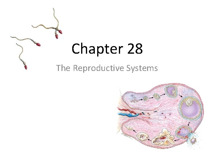 Chapter 28 The Reproductive Systems Reproduction Overview Sexual