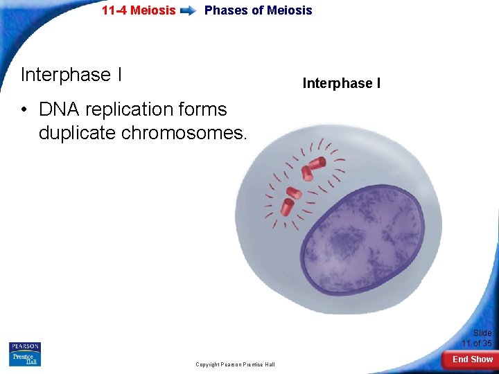 11 4 Meiosis CLE 3210 4 5 Recognize