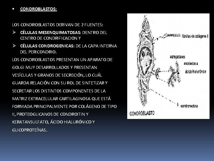 TEJIDO CARTILAGINOSO DR JORGE FUNES EL TEJIDO CARTILAGINOSO