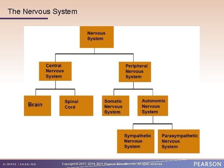 4 THE BRAIN AND NERVOUS SYSTEM 4 1