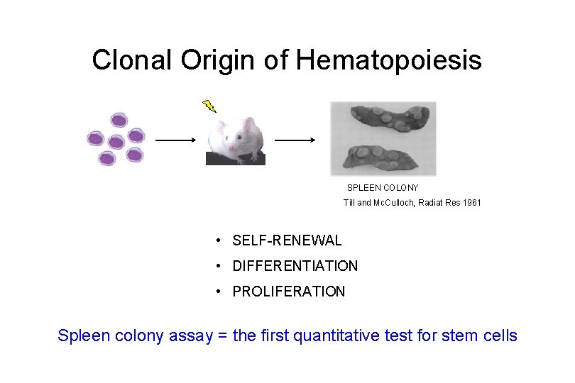 Hematopoietic StemProgenitor Cells CFC Assays Immunophenotype C CarloStella