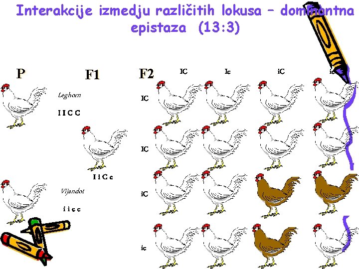 Interakcija gena odstupanja od mendelovih odnosa Multipli aleli